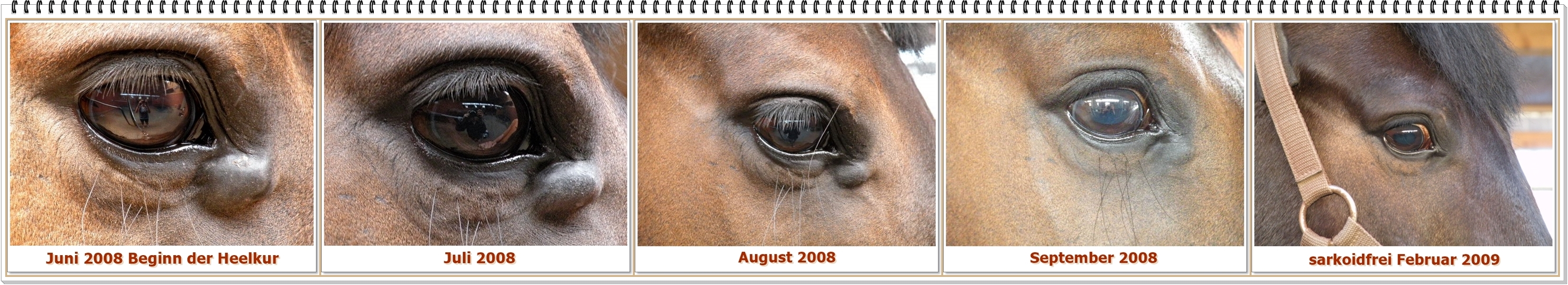 Enzymtherapie u. Isopathie – Das equine Sarkoid